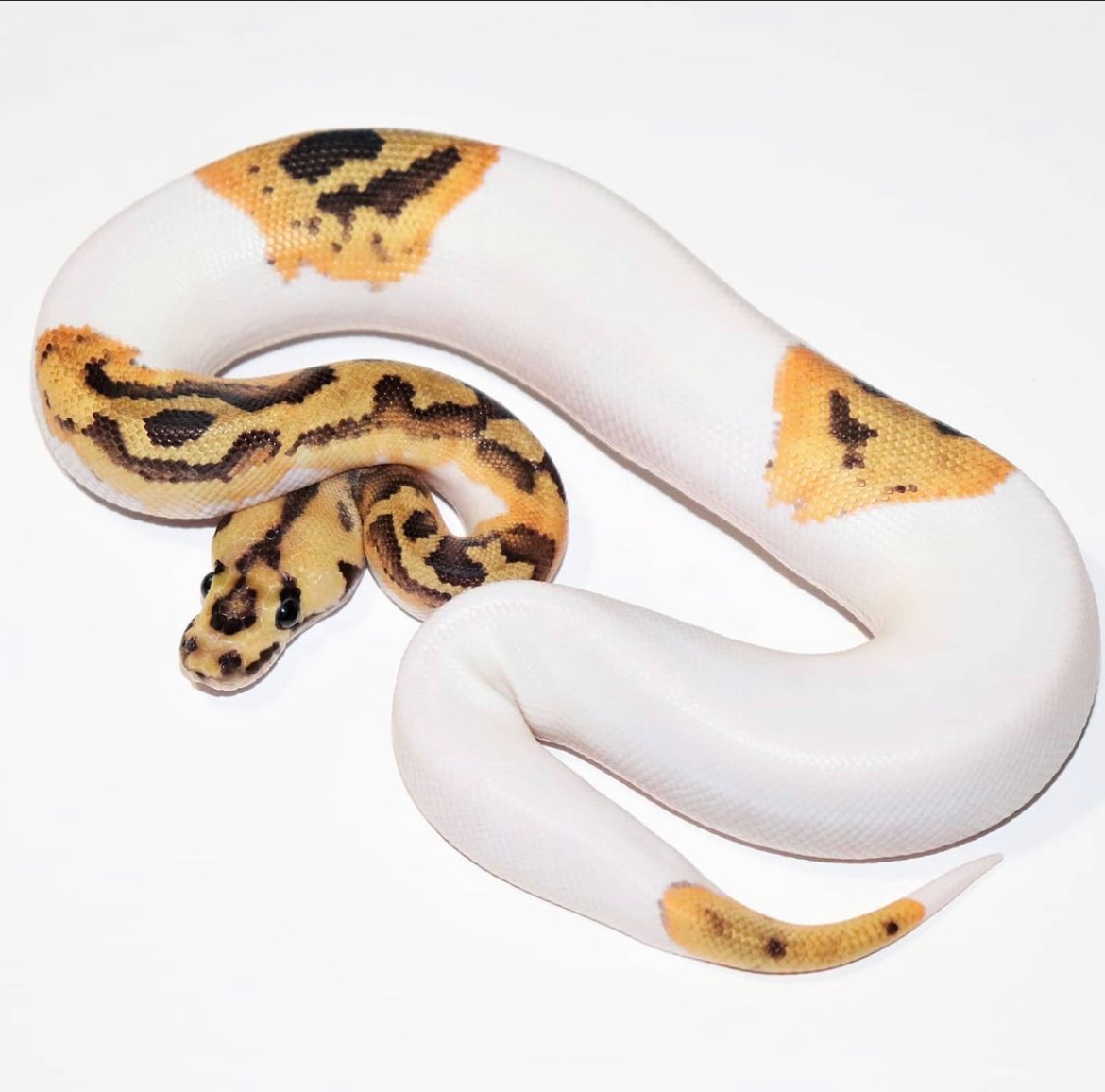 Fire Yellowbelly Clown Pied Male Ball Python by Moore Pythons LLC ...