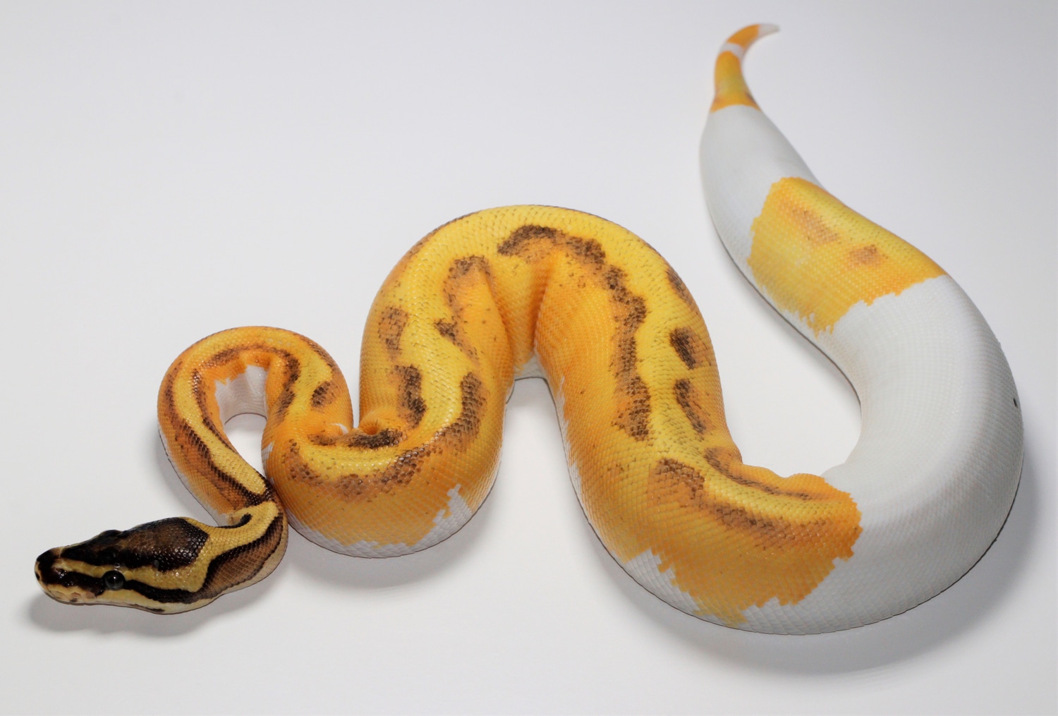 Orange Dream Enchi Yellow Belly Leopard Pied Ball Python by Moore ...
