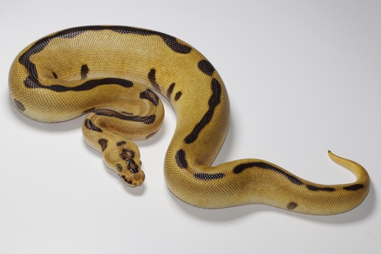 Enchi Batman Ball Python by Moore Pythons LLC