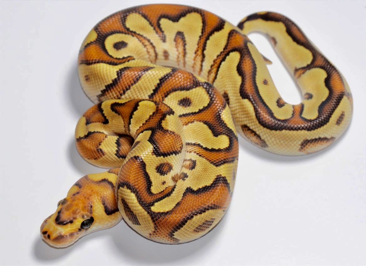 Cypress Enchi Fire YB Clown Ball Python by Moore Pythons LLC - MorphMarket
