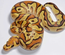 Cypress Enchi Fire YB Clown Ball Python by Moore Pythons LLC - MorphMarket