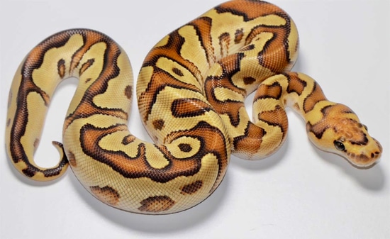 Cypress Enchi Fire YB Clown Ball Python by Moore Pythons LLC - MorphMarket