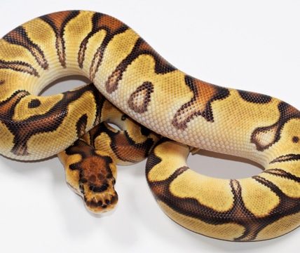 Cypress Enchi Fire YB Clown Ball Python by Moore Pythons LLC - MorphMarket