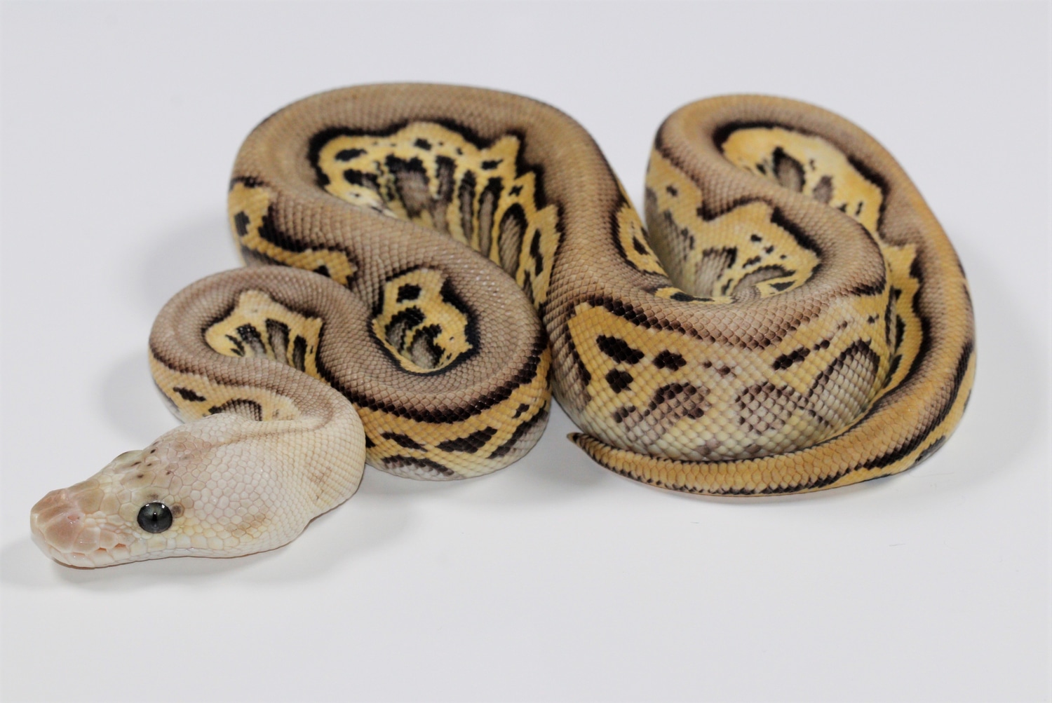 Blackhead Phantom Pastel Leopard Clown Het Desert Ghost Ball Python by ...
