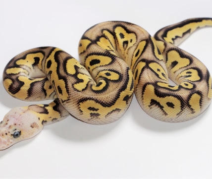 Pastel Leopard Desert Ghost Clown Ball Python by Moore Pythons LLC ...