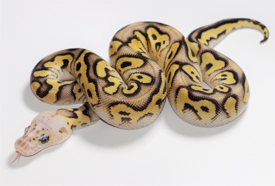 Phantom Pastel Clown Het Desert Ghost Ball Python by Moore Pythons LLC