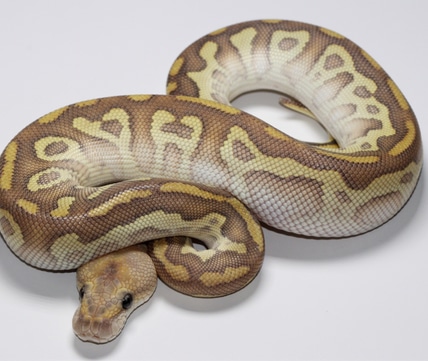 Cypress Enchi Fire YB Clown Ball Python by Moore Pythons LLC - MorphMarket