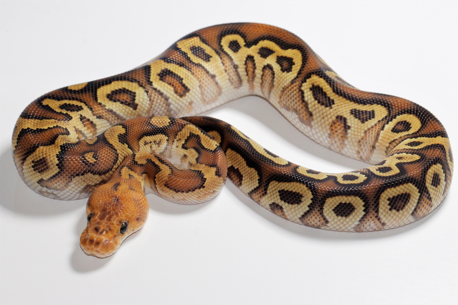 Cypress Clown Ball Python by Moore Pythons LLC - MorphMarket