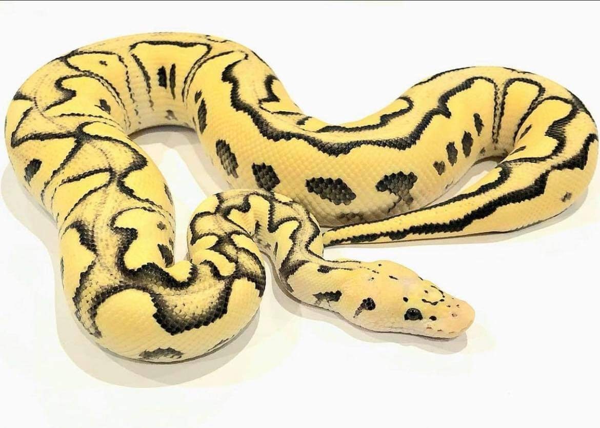 Pastel Leopard Desert Ghost Clown Ball Python by Moore Pythons LLC ...