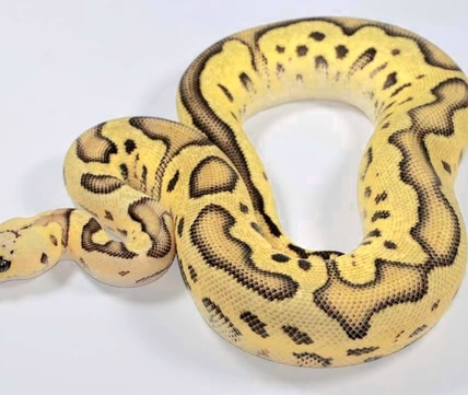 Cypress Enchi Fire YB Clown Ball Python by Moore Pythons LLC - MorphMarket