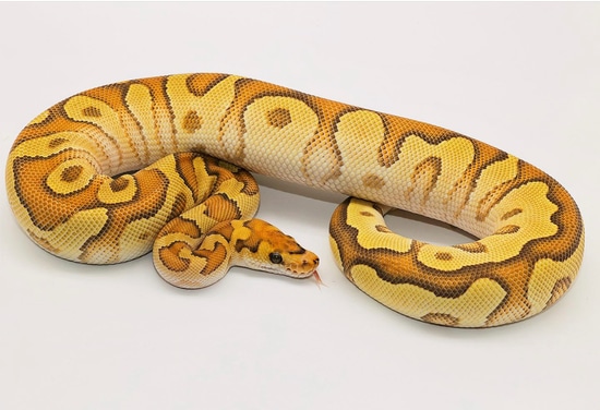 Cypress Enchi Fire YB Clown Ball Python by Moore Pythons LLC