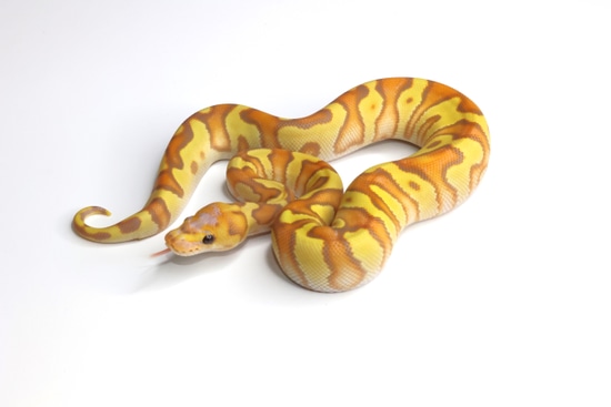 Cypress Orange Dream Banana Clown Ball Python by Moore Pythons LLC