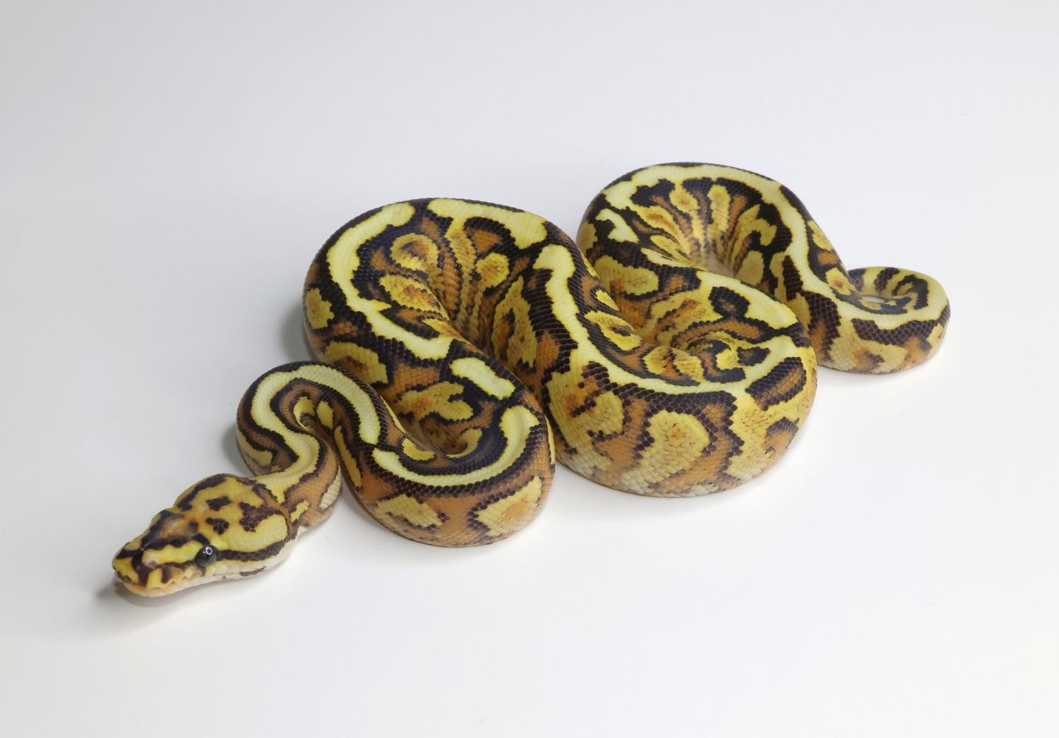Special Spotnose Fire Black Pastel Yellow Belly Het Clown Ball Python ...