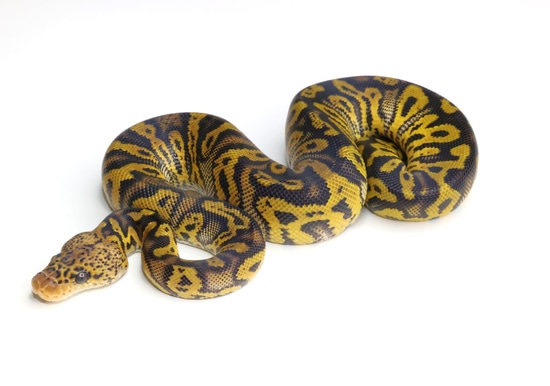 Acid Pastel Clown Ball Python by Moore Pythons LLC