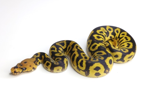 Acid Spotnose Clown Ball Python by Moore Pythons LLC