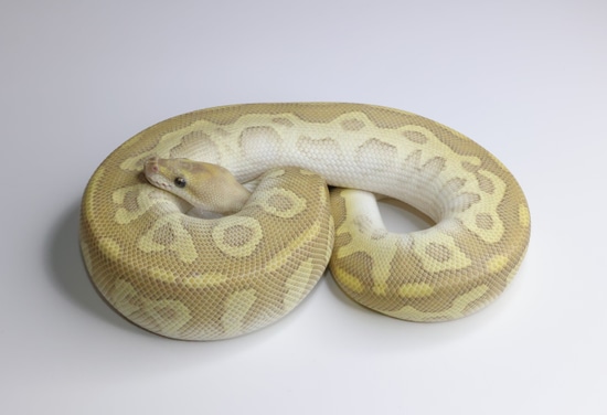 Cypress Leopard Butter Clown Ball Python by Moore Pythons LLC