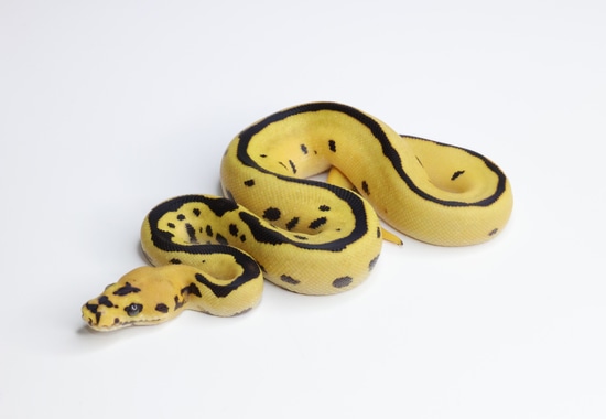 Orange Dream Spotnose Fire Leopard Clown Ball Python by Moore Pythons LLC