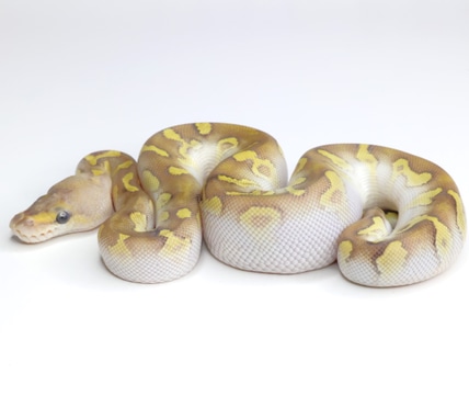 Cypress Enchi Fire YB Clown Ball Python by Moore Pythons LLC - MorphMarket