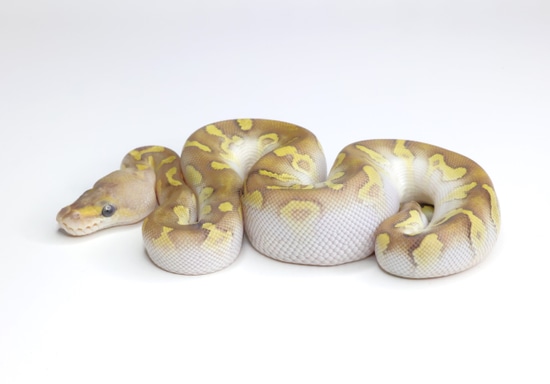Cypress Orange Dream Butter Clown Ball Python by Moore Pythons LLC