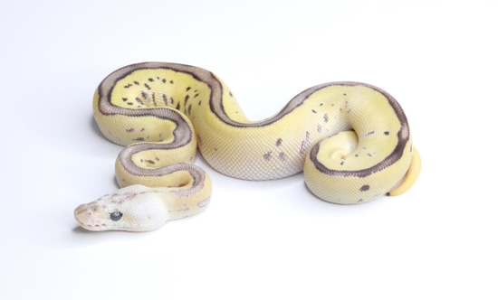 Orange Dream Firefly Leopard Clown Ball Python by Moore Pythons LLC