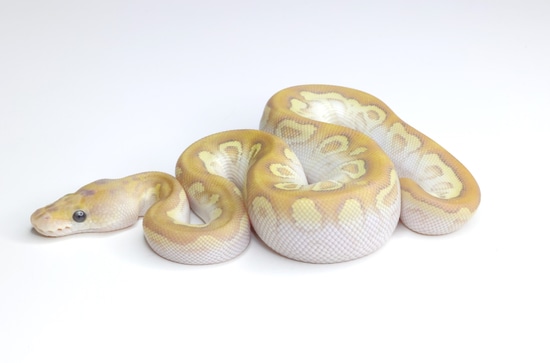 Cypress Orange Dream Fire Butter Clown Ball Python by Moore Pythons LLC