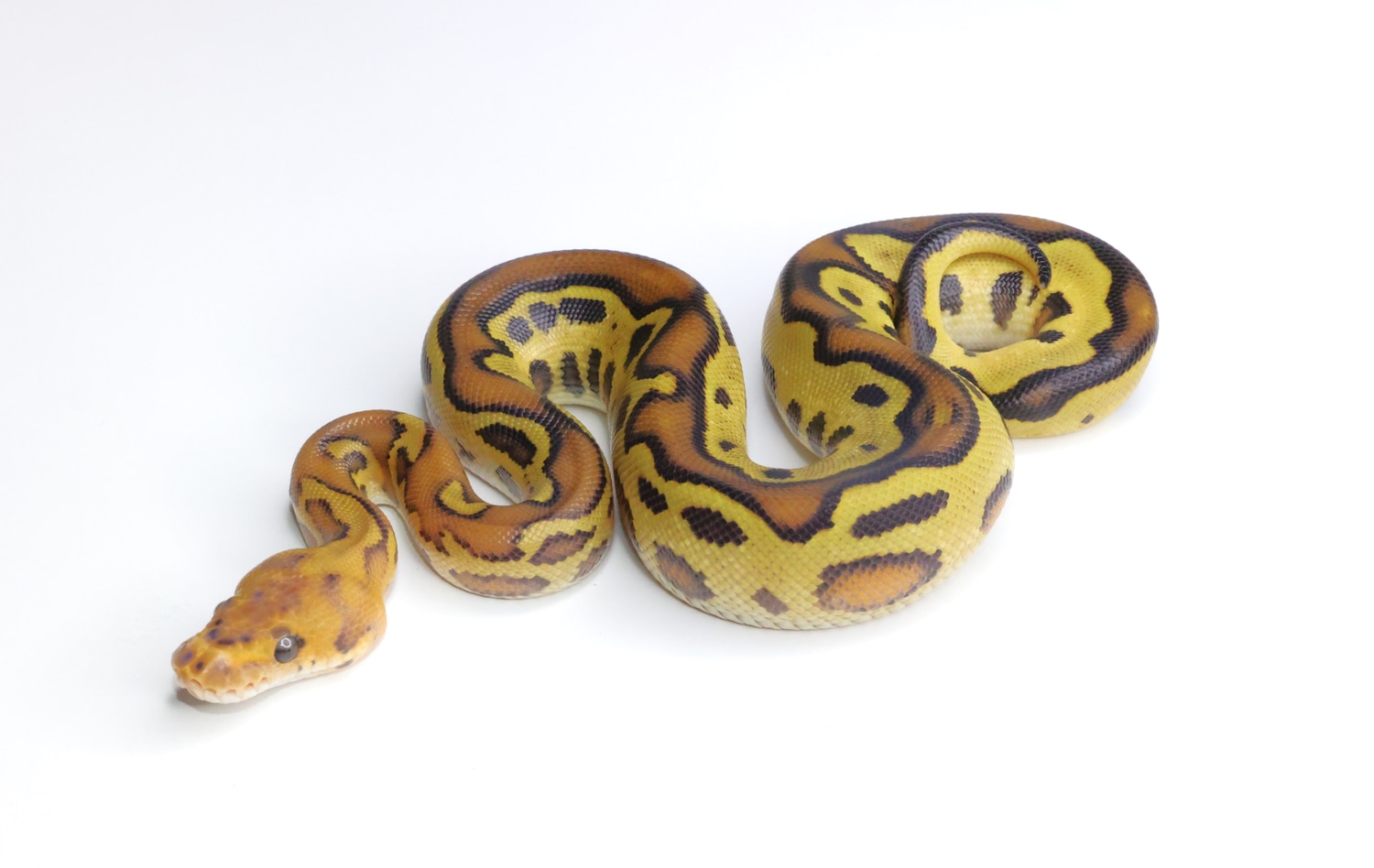 Fire Cypress Leopard Clown Ball Python by Moore Pythons LLC - MorphMarket