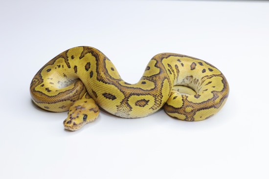 Fire Red Stripe Yellowbelly Clown Ball Python by Moore Pythons LLC