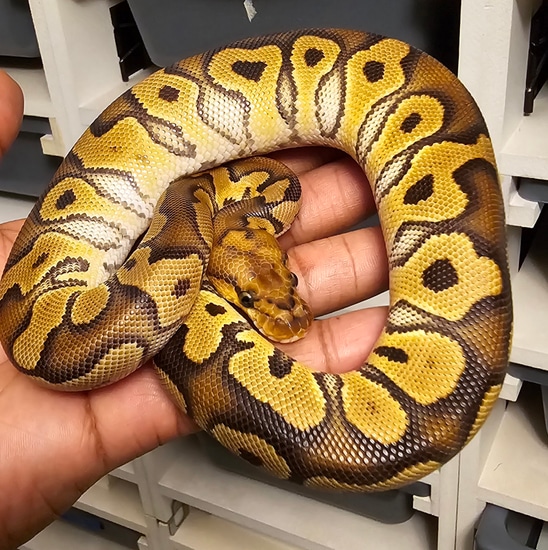 Clown Ball Python by Moore Pythons LLC