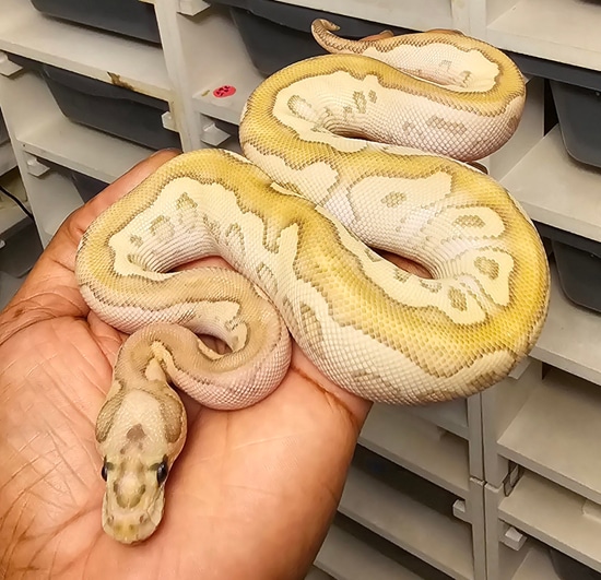 Orange Dream Butter Clown Ball Python by Moore Pythons LLC