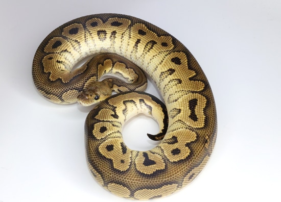 Black Pastel Clown Female Ball Python by Moore Pythons LLC