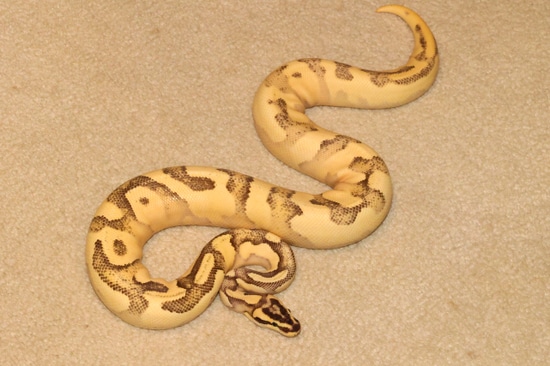 Orange Dream Firefly Enchi Het Pied Ball Python by Moore Pythons LLC