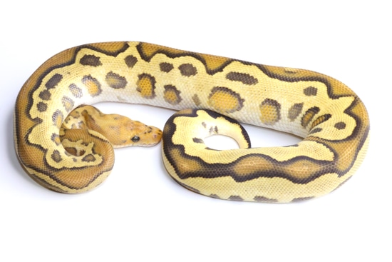 Cypress Orange Dream Fire Leopard Clown Ball Python by Moore Pythons LLC