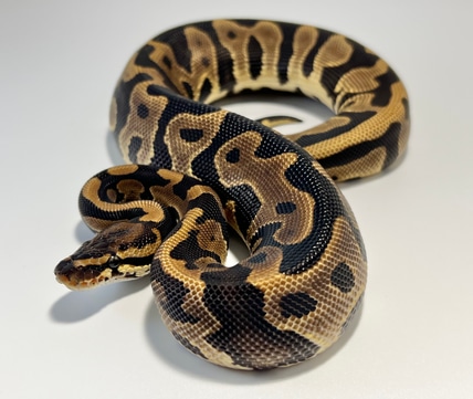 Acid Leopard Double HET Clown Pied Ball Python by Elite Reptile Industries - MorphMarket