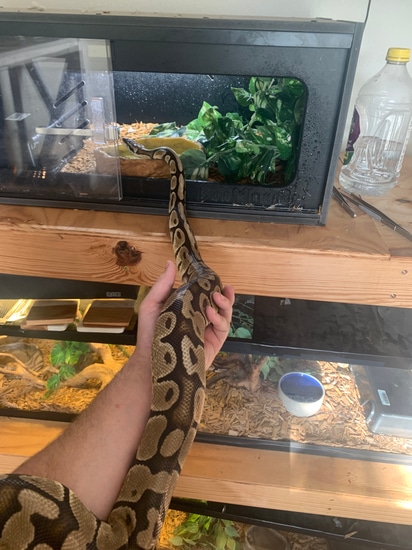 Pastel Ball Python by Blackwater Pythons