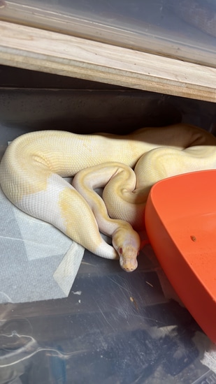 Champagne Albino Ball Python by Moos’ Exotics