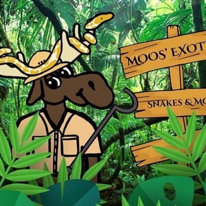 Moos’ Exotics - MorphMarket
