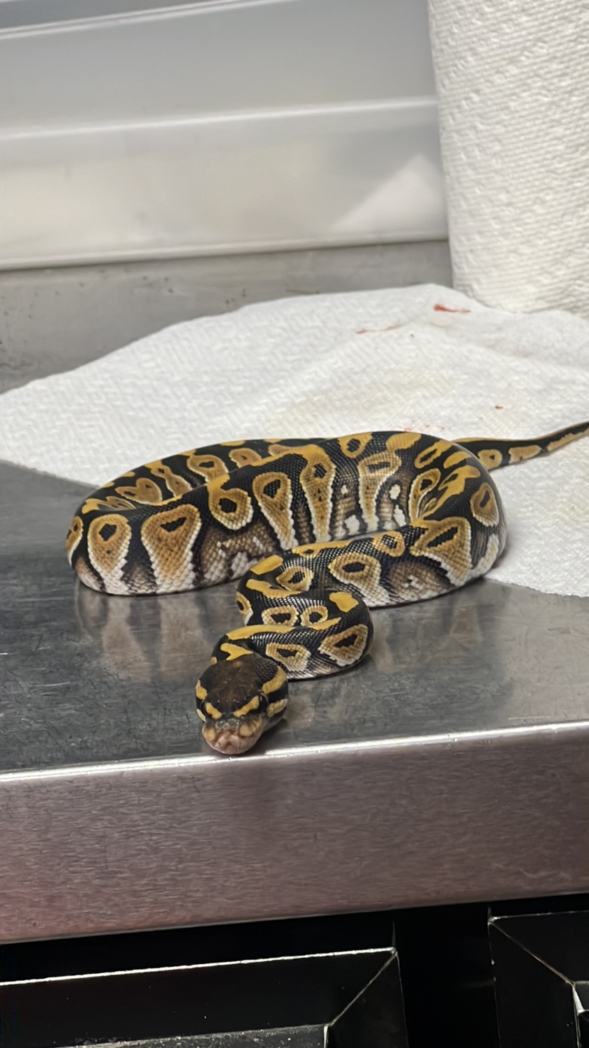 Phantom Het Hypo Ball Python by Moos’ Exotics - MorphMarket