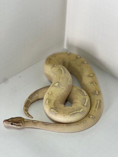 Highway Ball Python by Moos’ Exotics