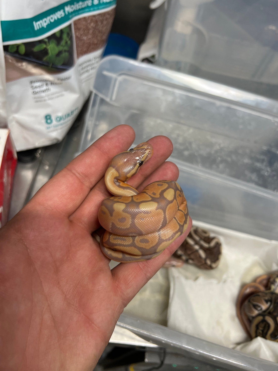 Banana Mocha Female Ball Python by Moos’ Exotics - MorphMarket
