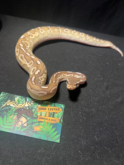 Lesser Cinnamon Fire Yellowbelly Ball Python by Moos’ Exotics