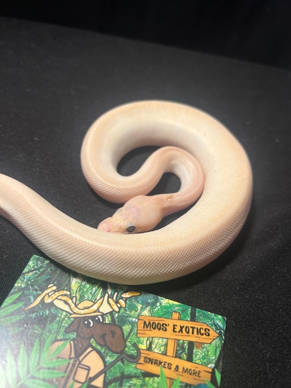 Ivory Black Pastel Possible Acid Lesser Pastel Ball Python by Moos’ Exotics