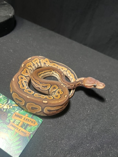 Cinnamon Special Ball Python by Moos’ Exotics