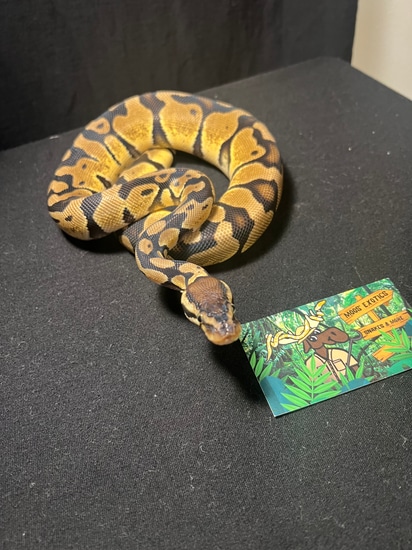 Pastel Het VPI Axanthic 50% Het Pied Ball Python by Moos’ Exotics