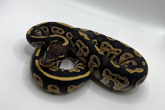 Blackhead Fire Ball Python by Moos’ Exotics