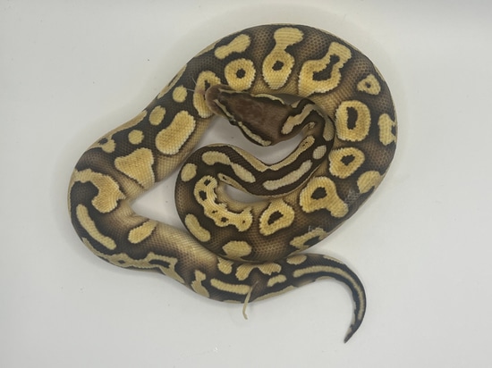Pastel Lesser Ball Python by Moos’ Exotics