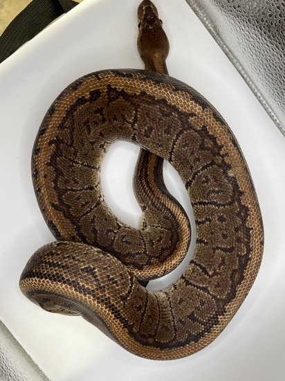 Granite Pinstripe Ball Python by Moos’ Exotics