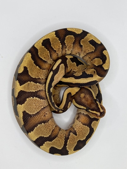 Yellow Belly Fire Ball Python by Moos’ Exotics