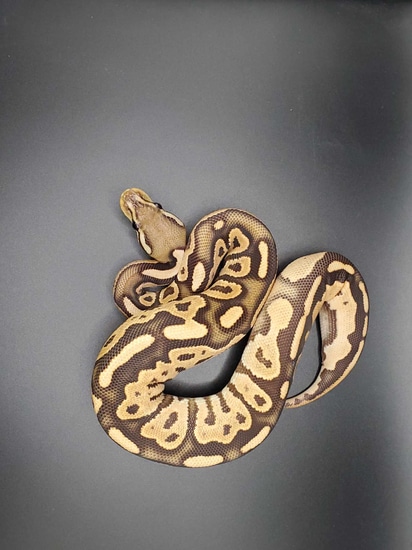 Orange Dream Black Pastel Ball Python by Moos’ Exotics