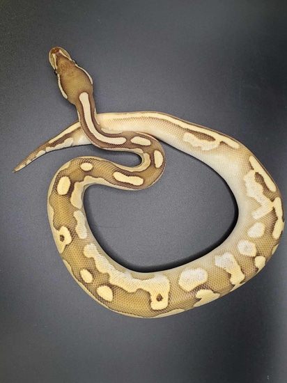 Lesser Enchi Sugar Ball Python by Moos’ Exotics