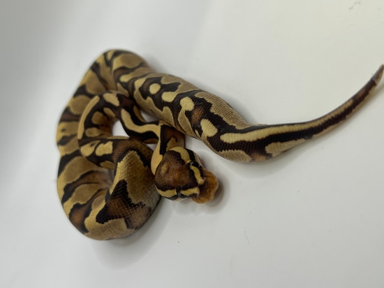 Yellowbelly Fire Ball Python by Moos’ Exotics